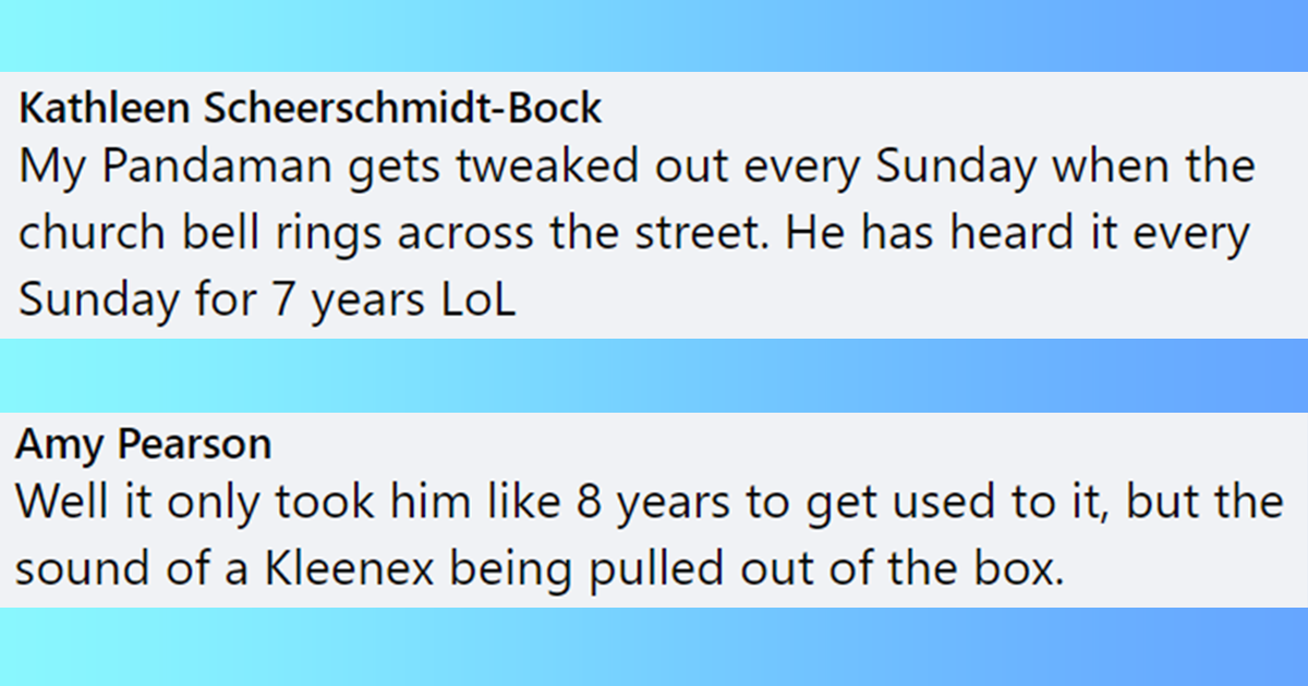 Funny Cats Getting Mildly Spooked By Literally Nothing At All ...