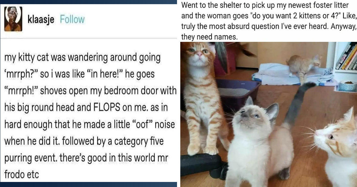 Halfway To Caturday: Purrfectly Funny Cat Memes And Tweets (May 17, 2023) - I Can Has Cheezburger?