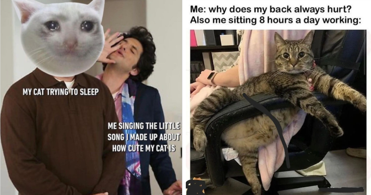18 Cat-tastically Relatable Funny Cat Memes While You Wait For Your ...