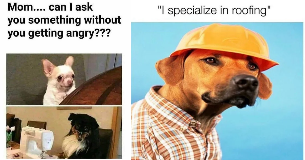 Bark Out Loud: 21 Dog Memes For A Barking Great Day - Animal Comedy ...