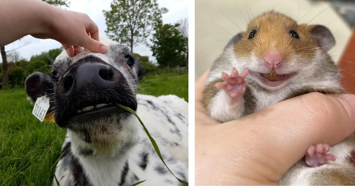 Teefy Tuesday: 18 Animals Showing Off Their Adorable 'Teefs - Animal ...
