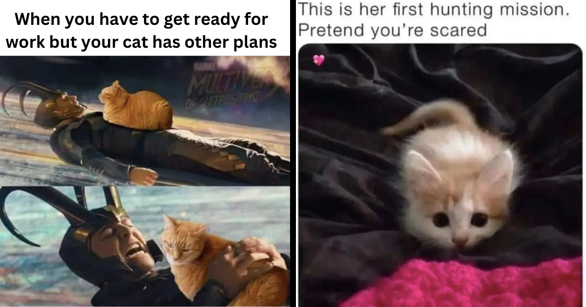 Pawdorable Memes of Wholesome Cats That'll Get You Through the Week ...