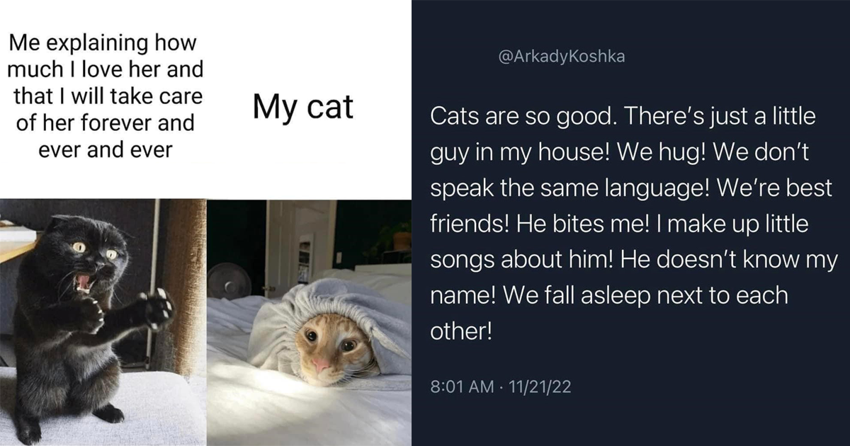 Weekly Treat of Cat Memes For Feline Fanatics (May 17, 2023) - Memebase ...