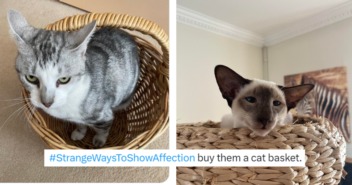 The Pawsome World Of Baskets (And Sometimes Trash Cans) Magnetic Power ...