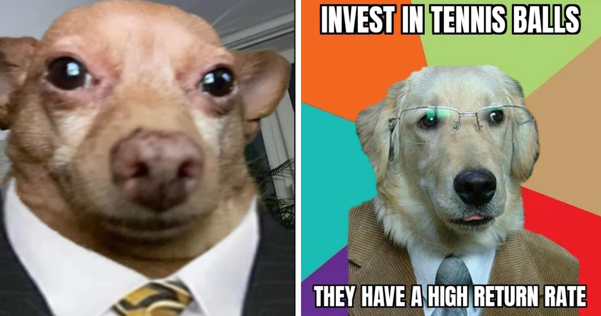 Wallstreet Takeover - 17 Finance Bro Doggos Ready To Get Down to ...