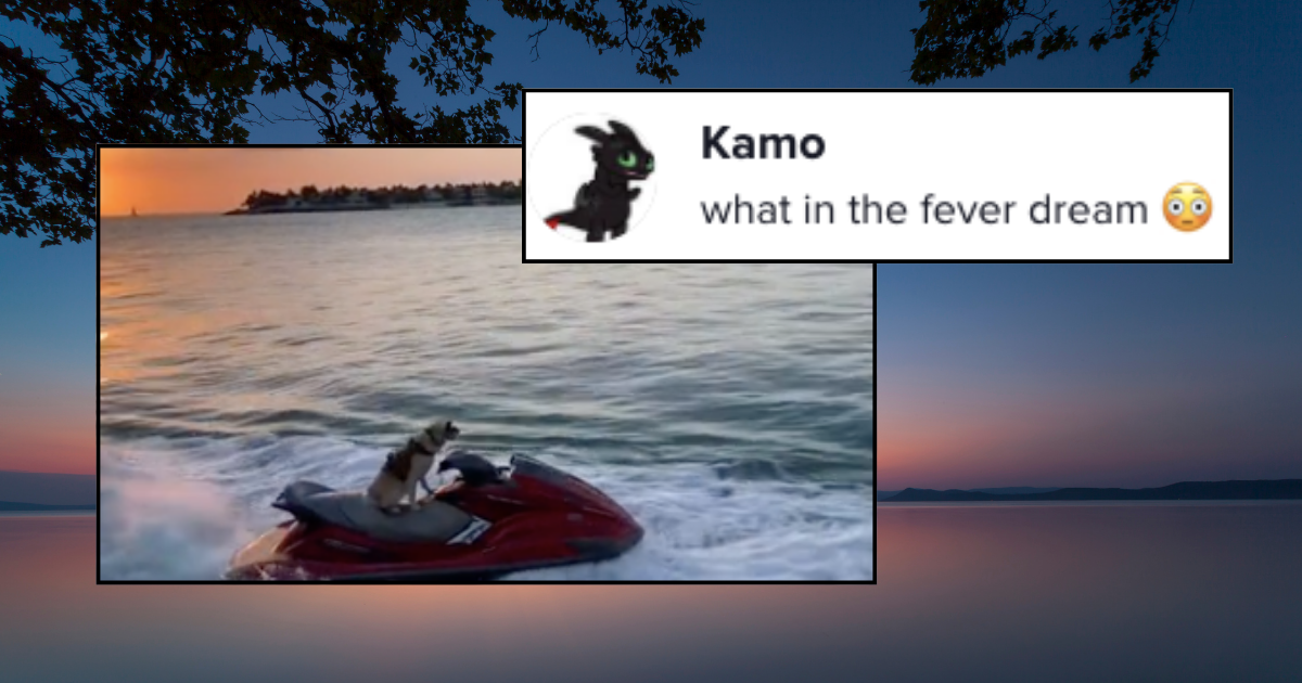 Daredevil Doggo Piloting a Jet Ski Pulls a Switcheroo and Takes His ...