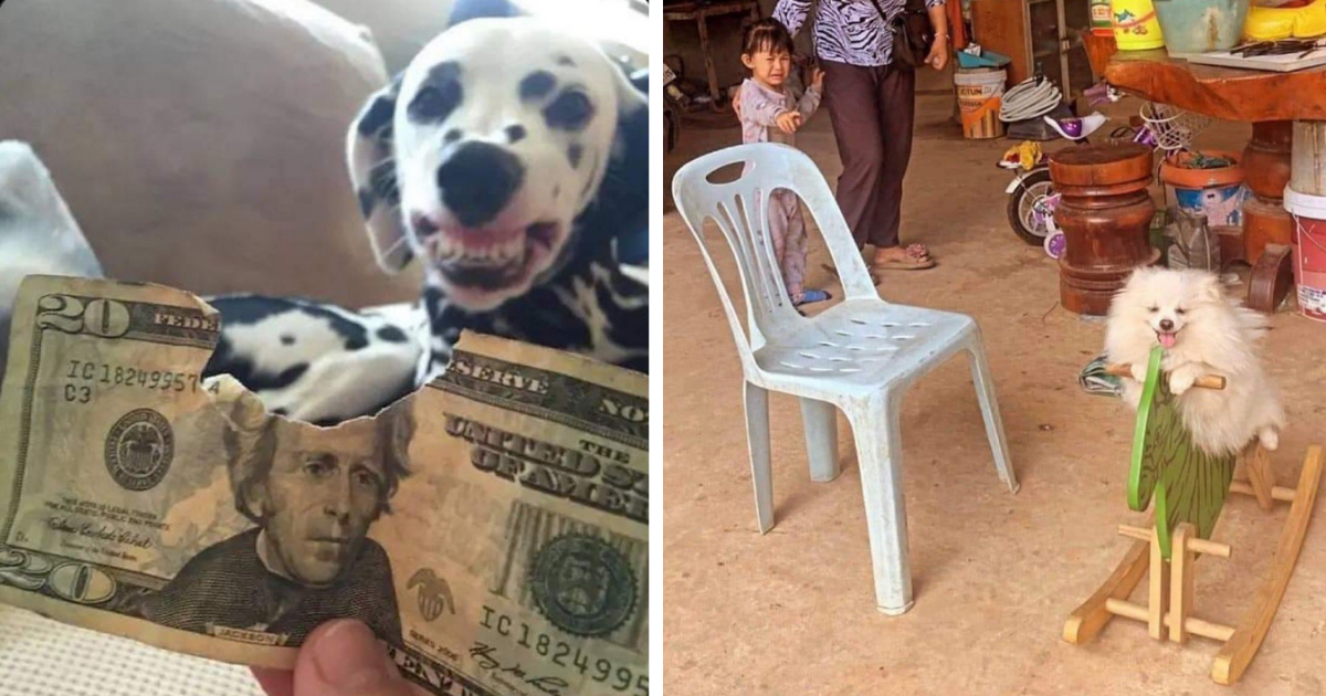 25+ Dogs That Would Definitely Go To Heaven If Not For The Evidence In ...