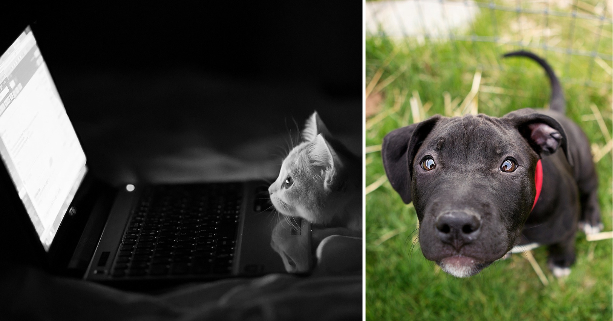 30 Adorable Animal Photos Capturing Cuteness In Ultra HD Quality ...