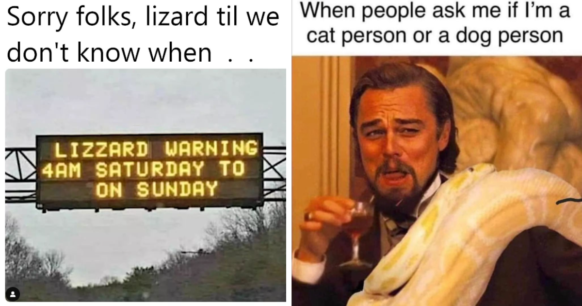 20+ Hiss-Terical Reptile Memes To Share With All Your Coworkers While ...