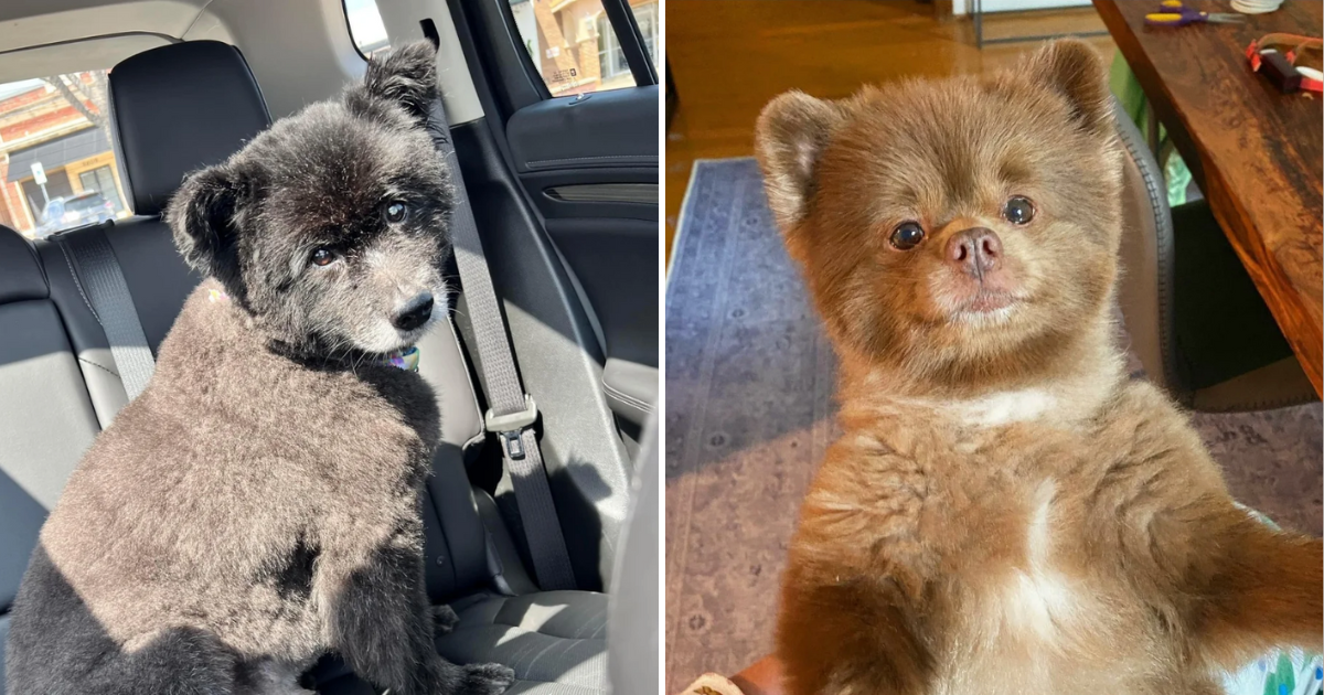 Dog, Bear, or Floof - 23 Doggos That Have Beary Good Camouflage ...