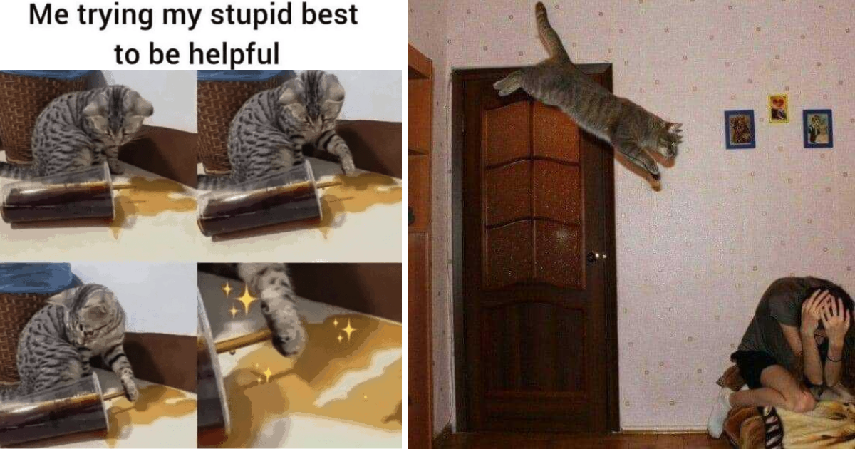 35+ Hilarious Cat Memes To Help You Laugh Through The Pain Of Finishing ...