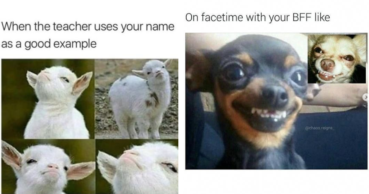 Our Quest For Monday Motivation: Unleashing The Power Of 18 Animal ...