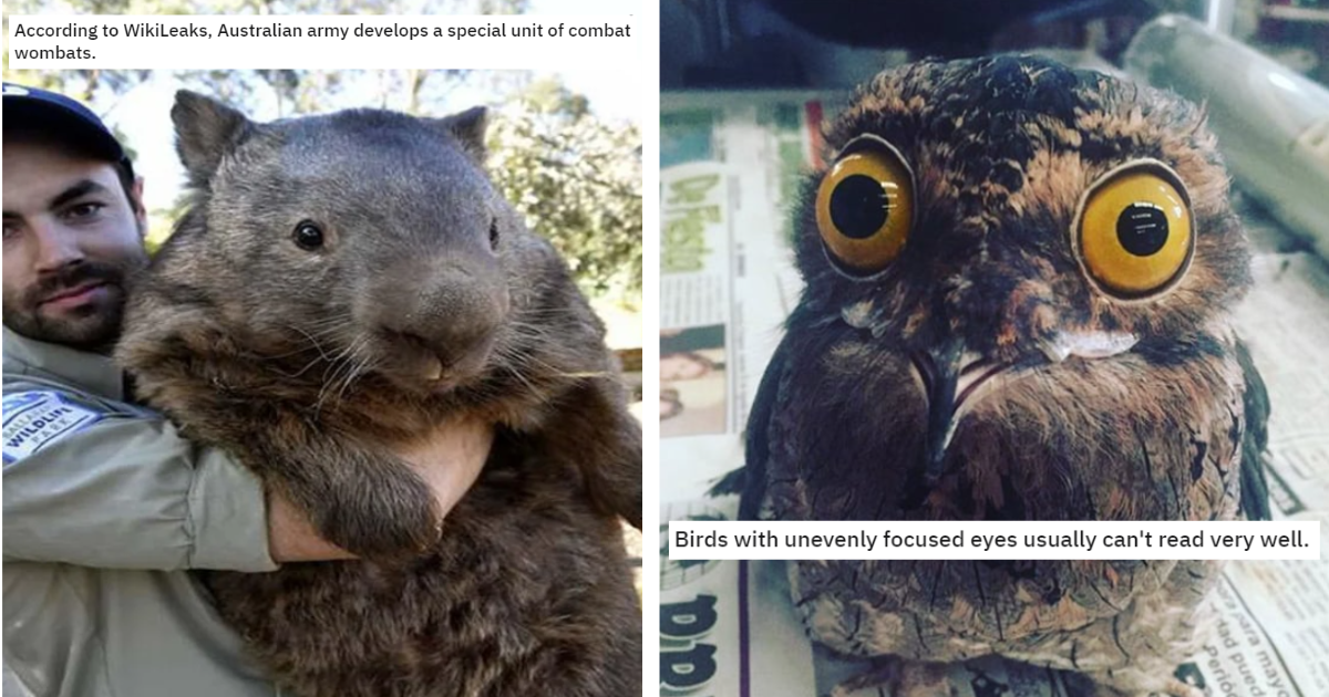 Laugh Your Tail Off: Spicing Up Animal Pictures With Clever, Fake And ...