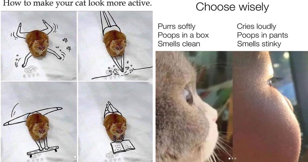 Halfway To Caturday: Purrfectly Funny Cat Memes And Tweets (May 24 ...