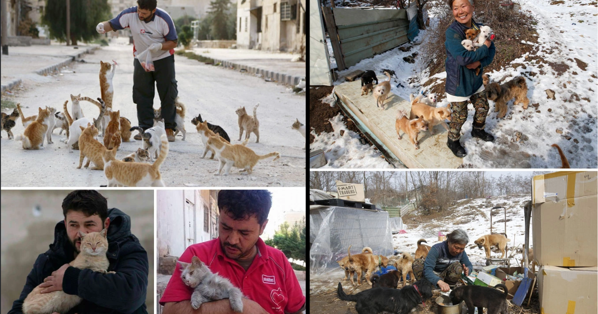 15 Uplifting And Pawsitive Animal Rescue Stories That Restore Our Faith ...