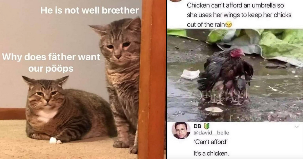 26 Absurd Animal Memes That 100% Pass The Vibe Check This Week (May 24 ...
