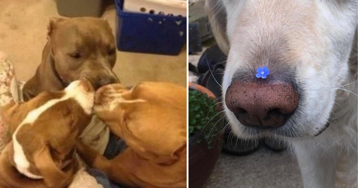 29 Handsome, Heartwarming, and Wholesome Doggo Pics For The Ultimate ...