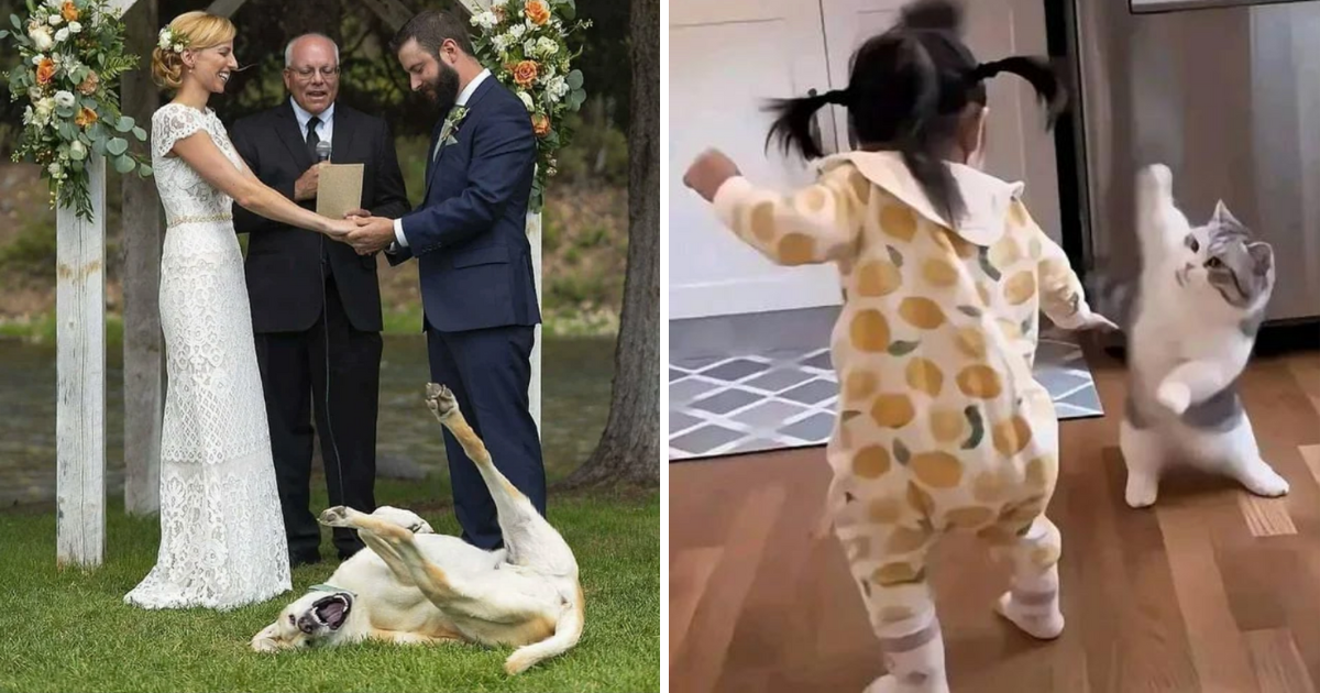 28 Funniest Animal Photos For A Good Giggle And Wholesome Fun - Animal ...