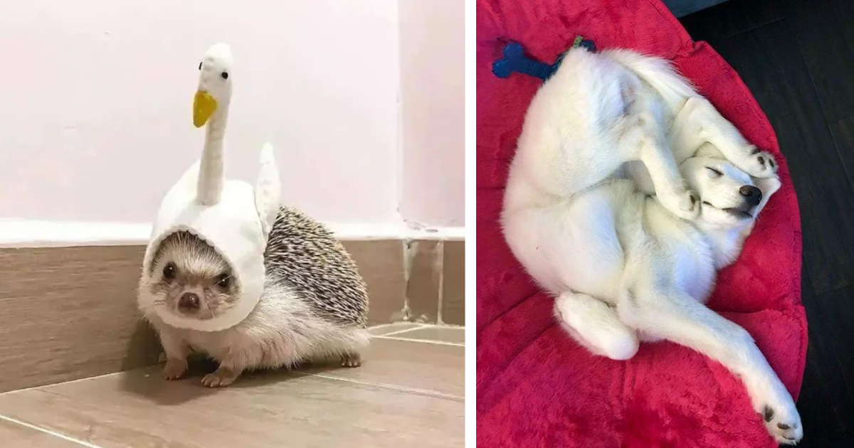 A Random Selection Of 21 Random Animals Being Random - Animal Comedy ...