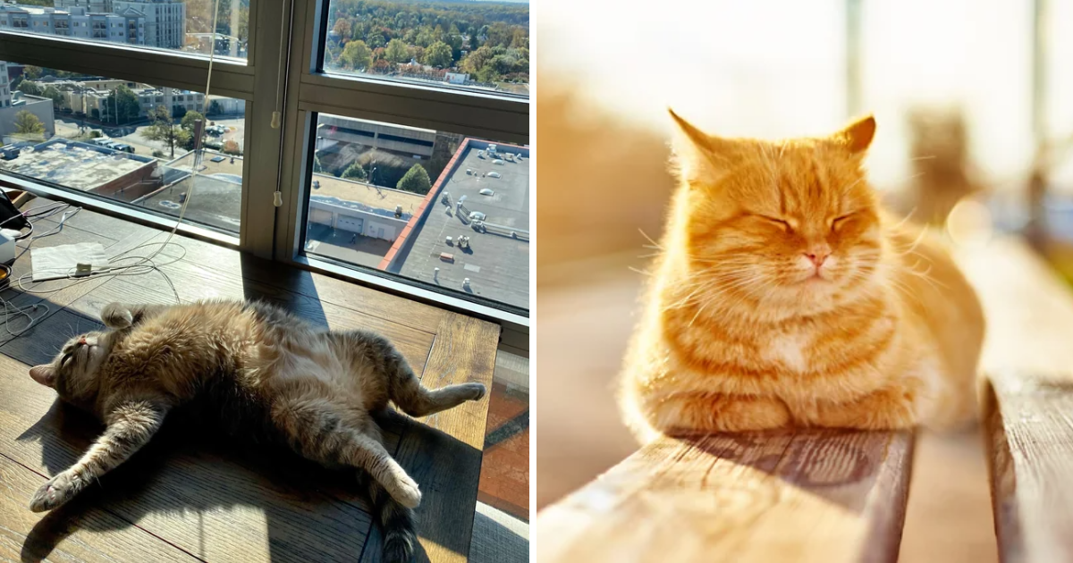 Sunny Side Up: 18 Purr-fectly Basked Cats Living Their Best Lives - I ...