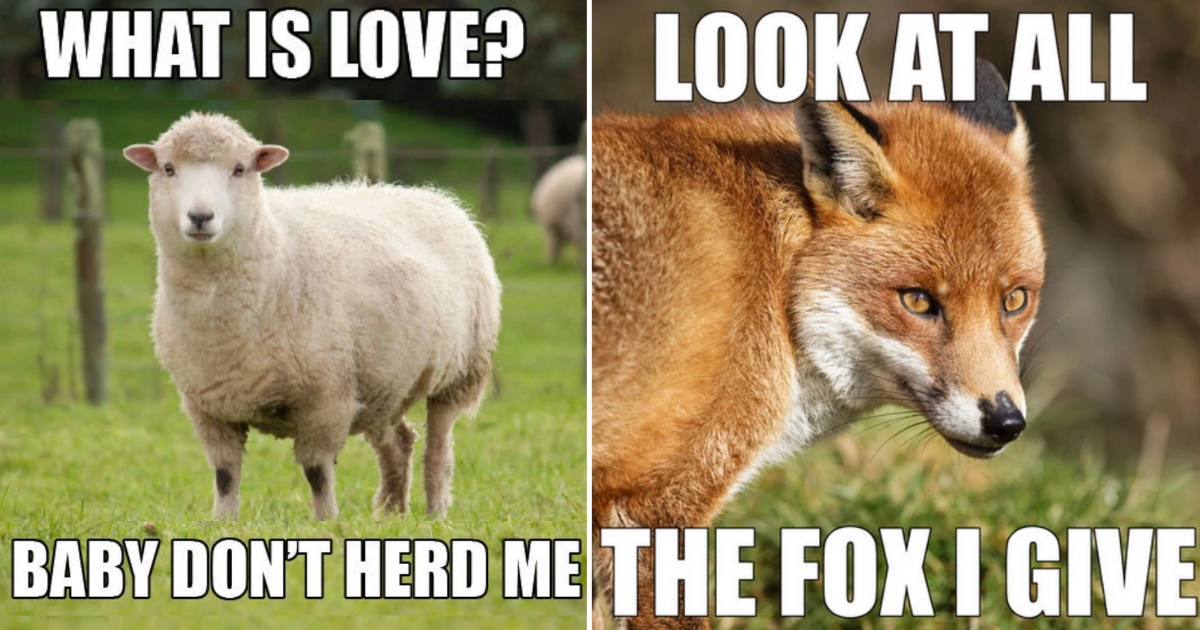 29 Amusing Animal Memes For All The Punny People Who Love A Good Dad ...