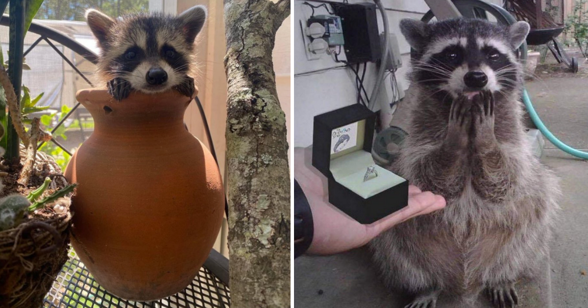 A Delightful Dump Of Silly Raccoon Pictures With No Context, Just ...