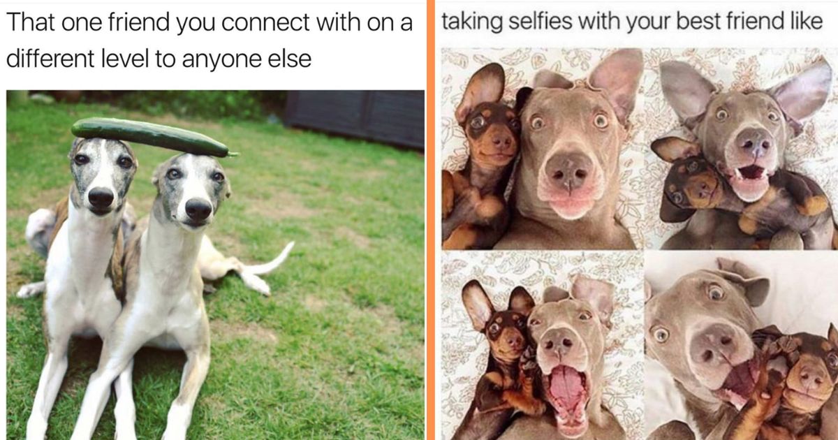 15+ Cutest Doggo Friendship Memes That'll Make You Squeal - Animal ...