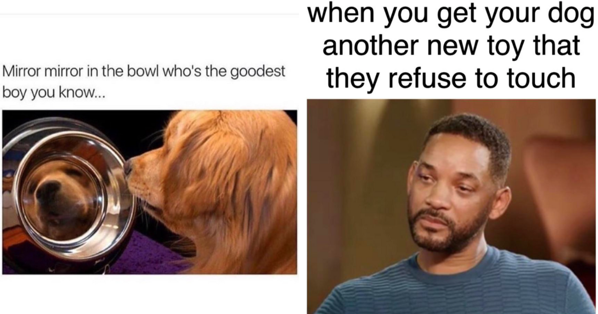 20 Canine Companion Memes To Paws And Relax This Weekend - Animal ...