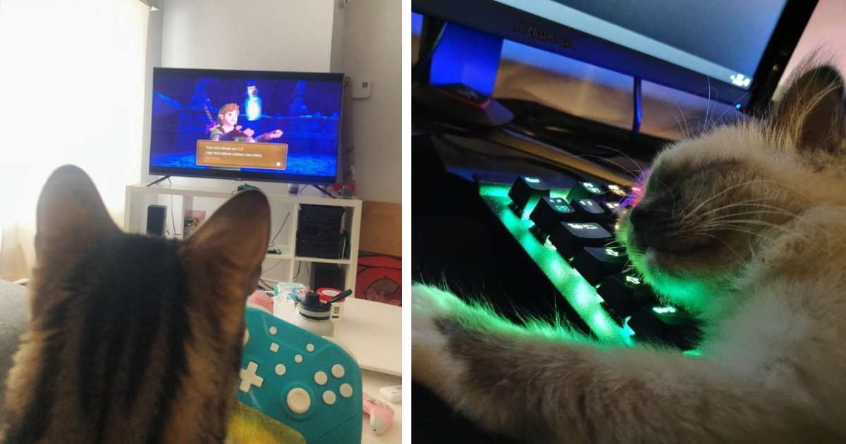 Paws And Play: 18 Adorable Gaming Cats Who Have Their Claw-ntrollers ...