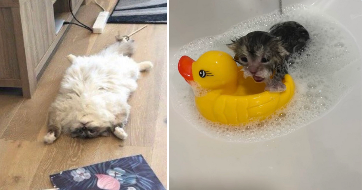 A Big Bite Of Feline Delight Explained In 26 Adorable Cat Pics - I Can ...