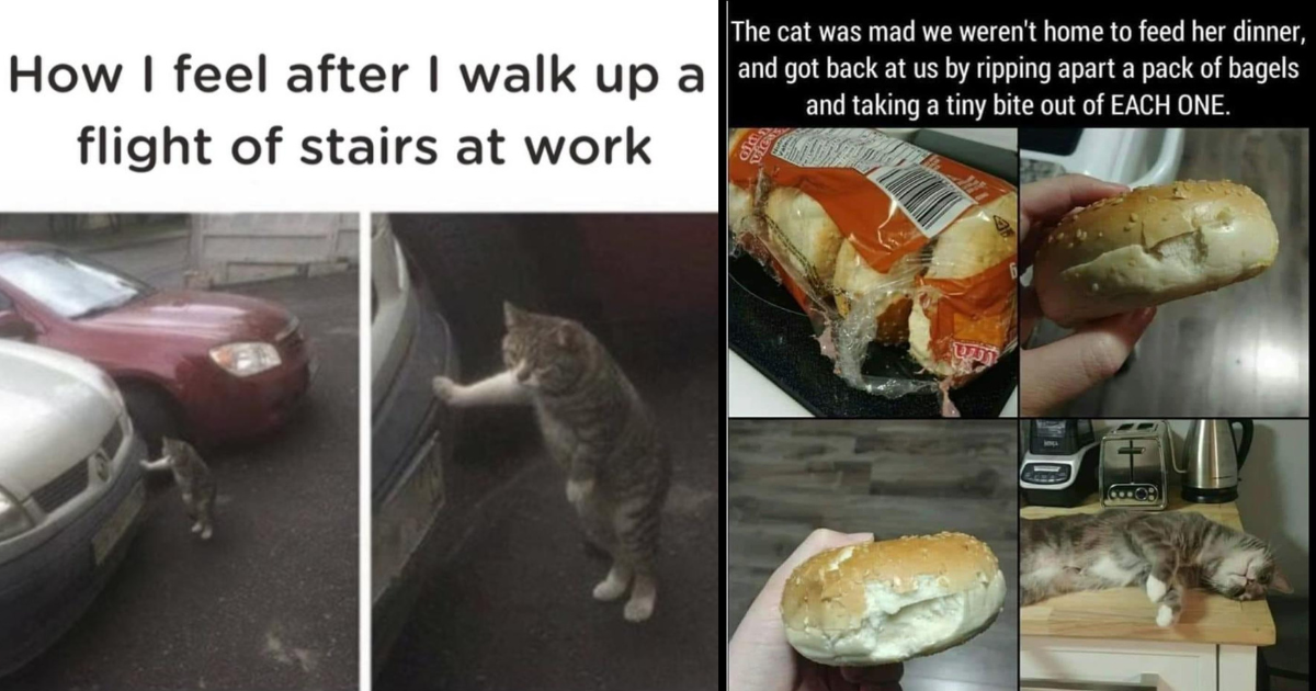 27 Funniest Cat Memes For Scrolling Through While Cleaning Out The ...