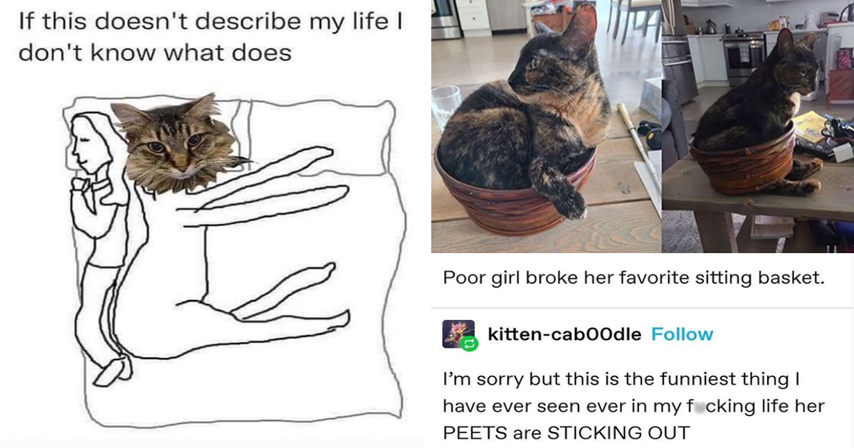 Start This Caturday In The Most Purrfect Way With The Best And Funniest ...