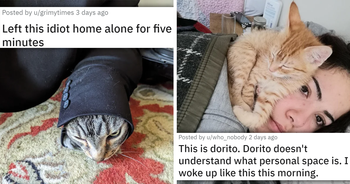 Cat Medley: The Cutest, Funniest And Most Catalicious Posts Of The Week ...