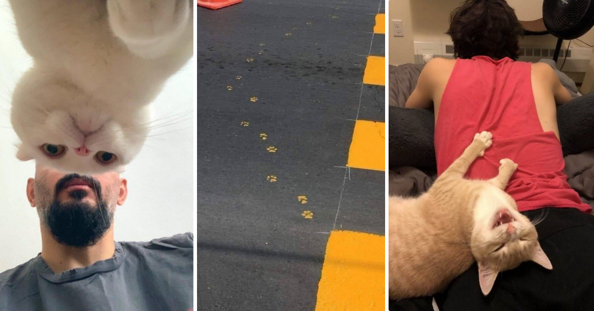 26 Funniest Cat-Related Pics That Are So Funny They Deserve A Round Of ...