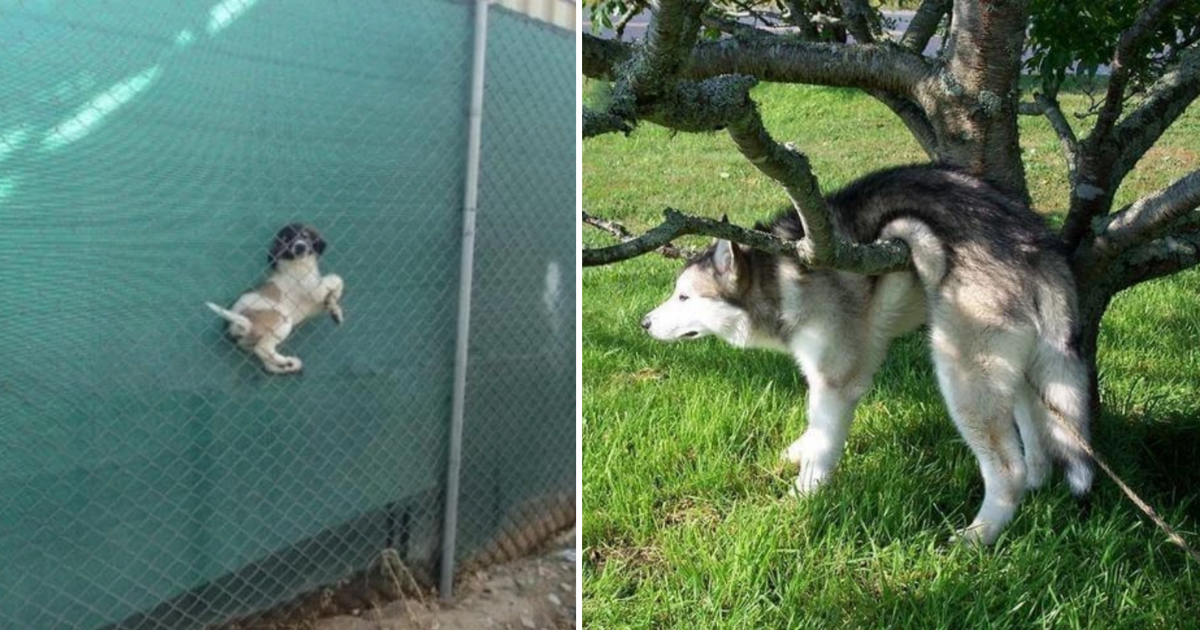 25+ Pets That Immediately Regret Their Decisions To Be Adventurous ...