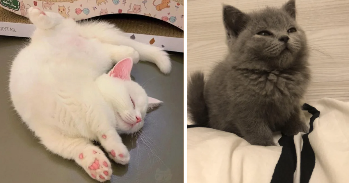 Itty Bitty Kitten Committee: 18 Pics Of Ridiculously Cute Kittens Being ...