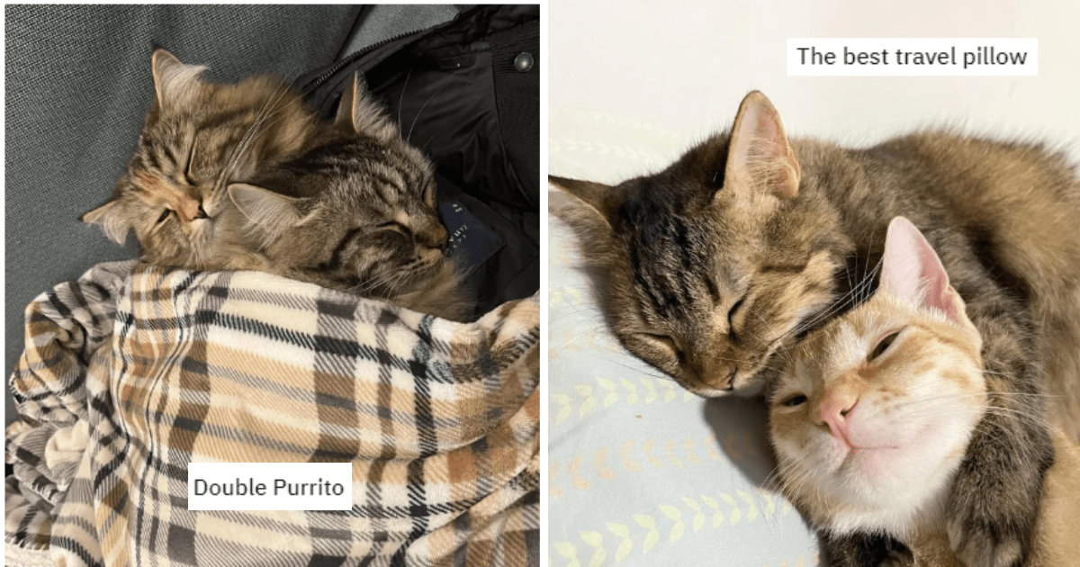 15 Sets of Feline Cuties Putting Their Sibling Rivalry Aside To Snuggle ...