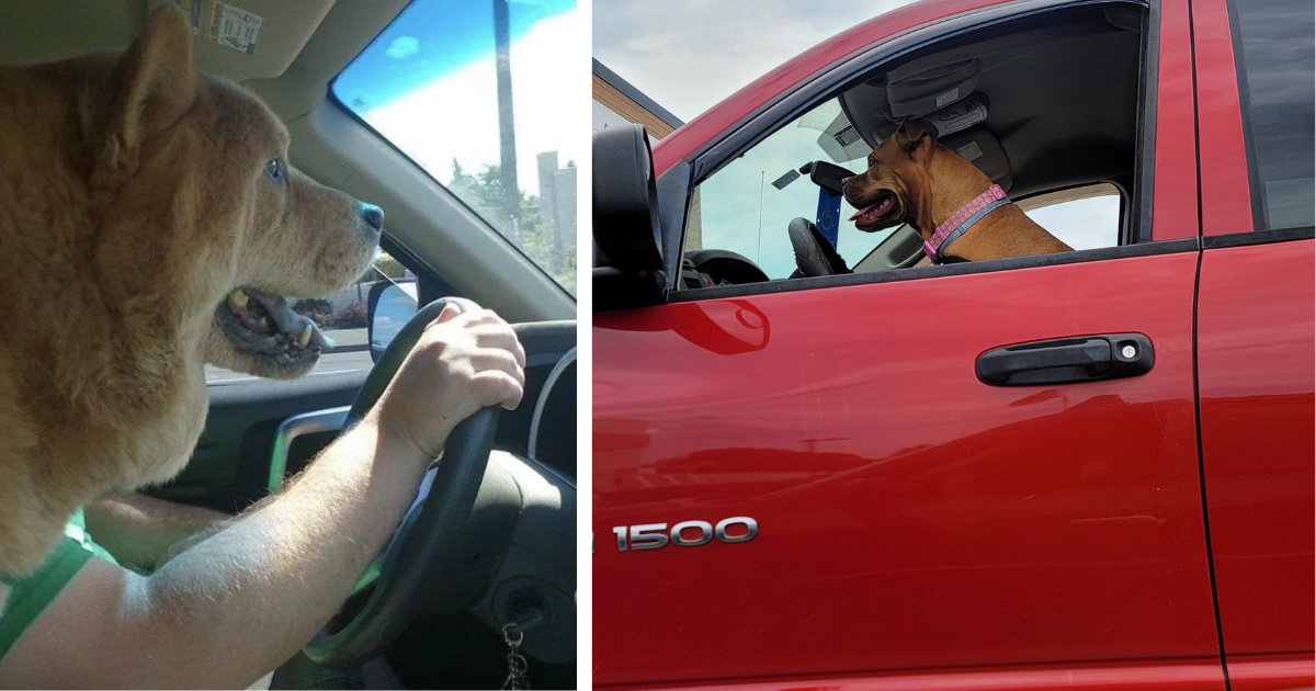 Doggie Drivers: 21 Adorable Dogs Who Are Ready To Take You For a Ride ...