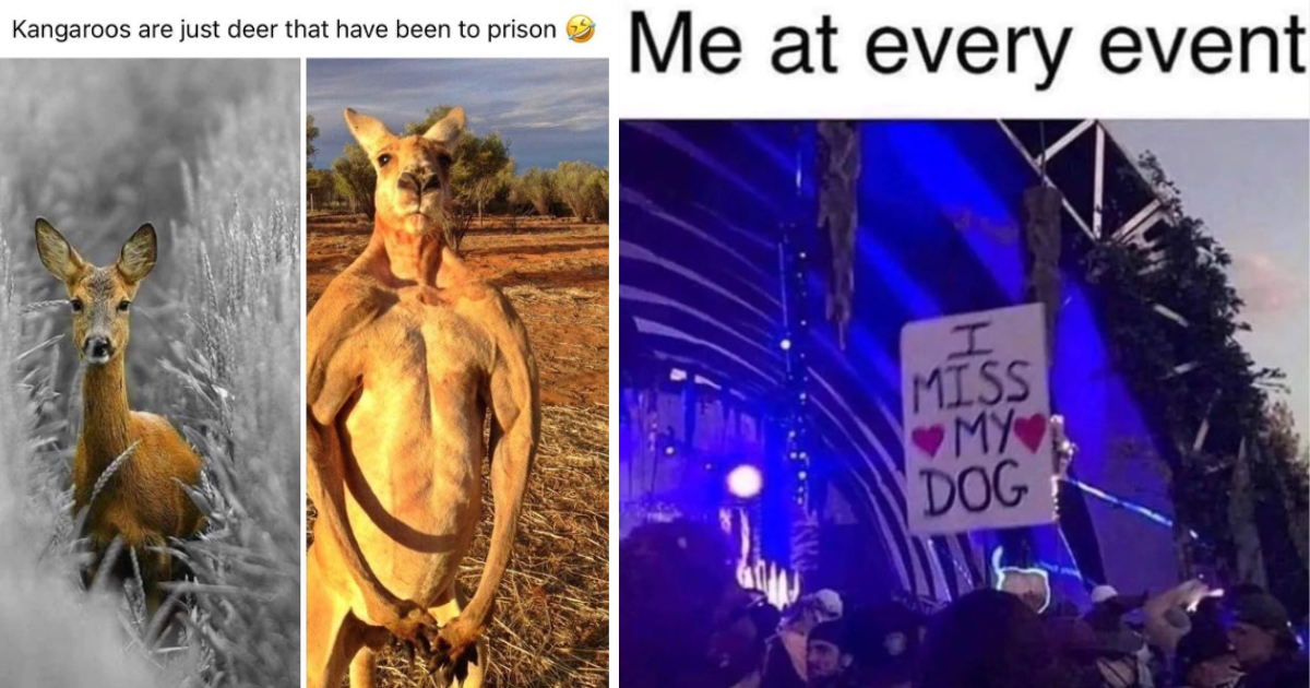 Random Dank Animal Memes While We Procrastinate At Work - Animal Comedy ...