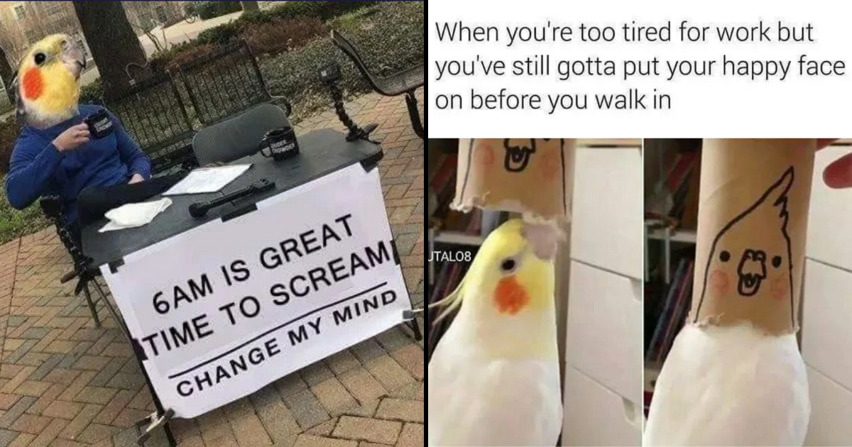Flock 'n' Roll: 23 Egg-cellent Bird Memes That Don't Want 'Cheep ...