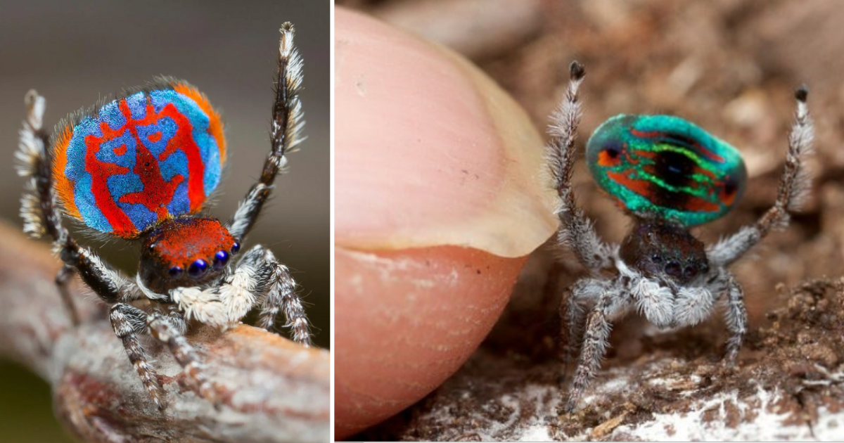 Not All Spider-Bros are Scary: 23 Teeny Tiny Peacock Spiders Shakin ...