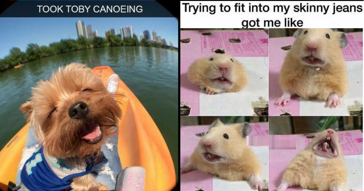 30+ Wholesome Animal Pics And Memes To Start The Weekend With A ...