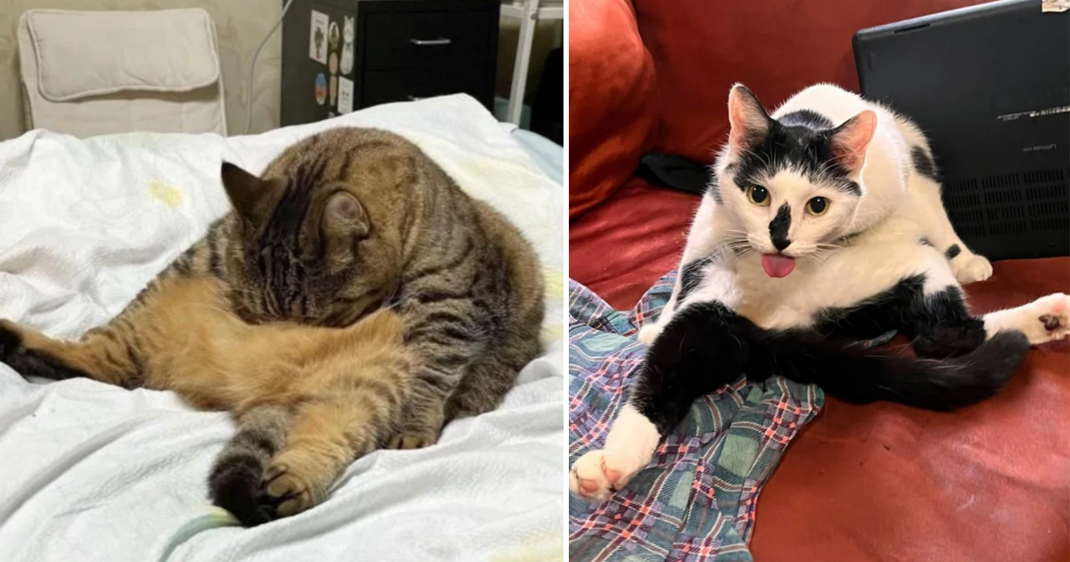 Kitty Contortionists: 24 Hilarious Cats Purrfecting Their Purrfectly ...