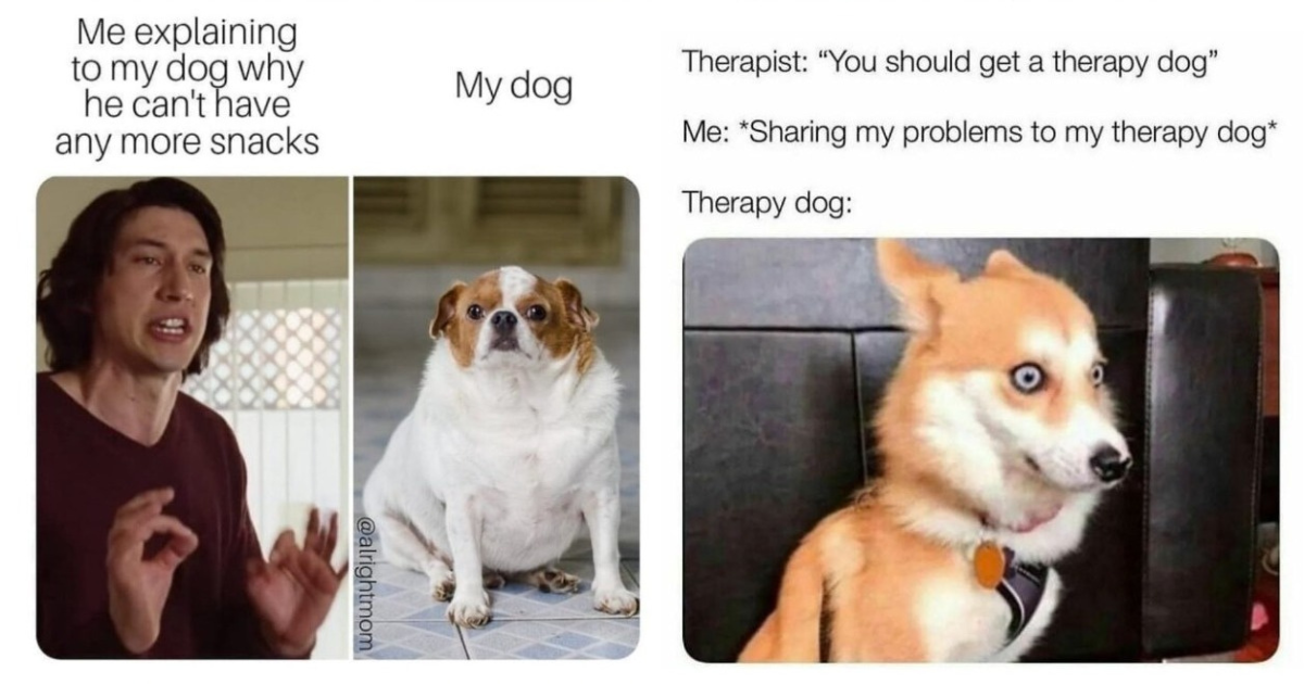 Sit, Stay, Meme: 21 Dog Memes To Tickle Your Funny Bone - Animal Comedy ...