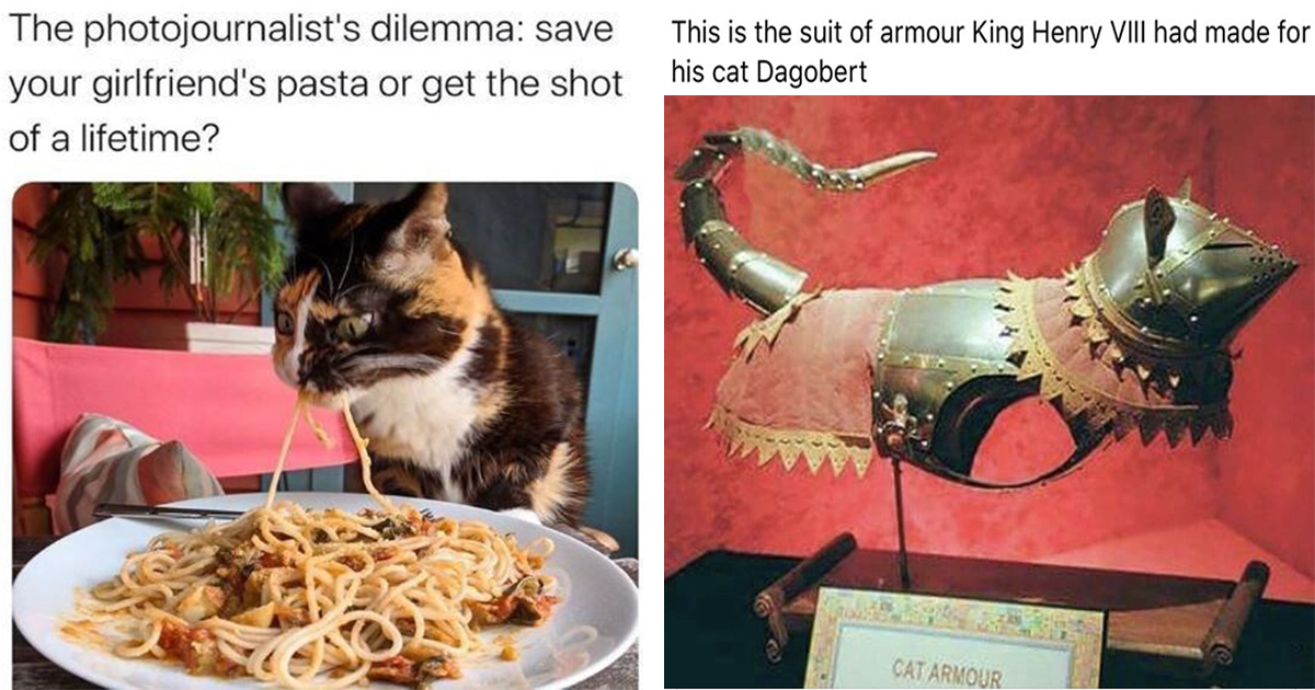 Wake Up On Sunday Meowrning To 30 Fresh And Funny Cat Memes - I Can Has ...