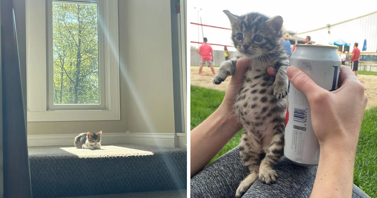 20 Cutest Kittens Of The Week: The Tiniest Fluffiest Criminals (June 3 ...