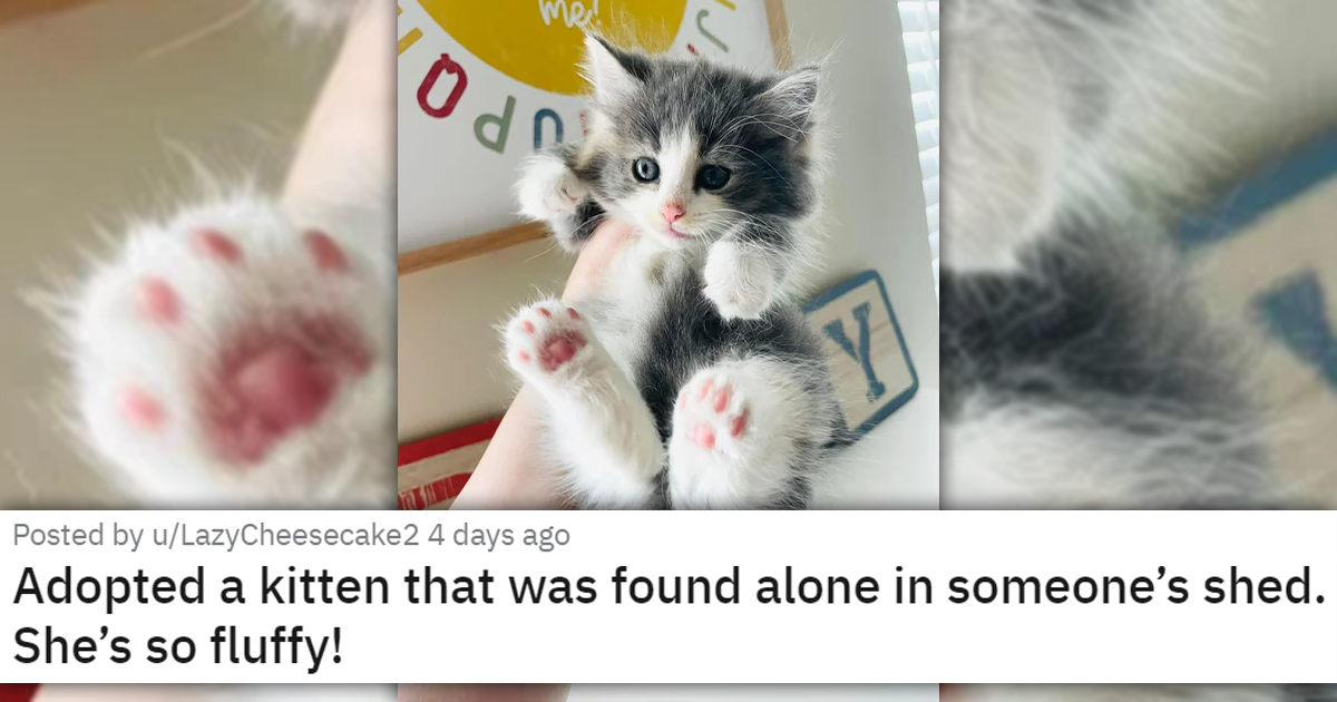 Meet The Newly Adopted Faces Of The Week: 18 Wholesome Cat Adoption ...