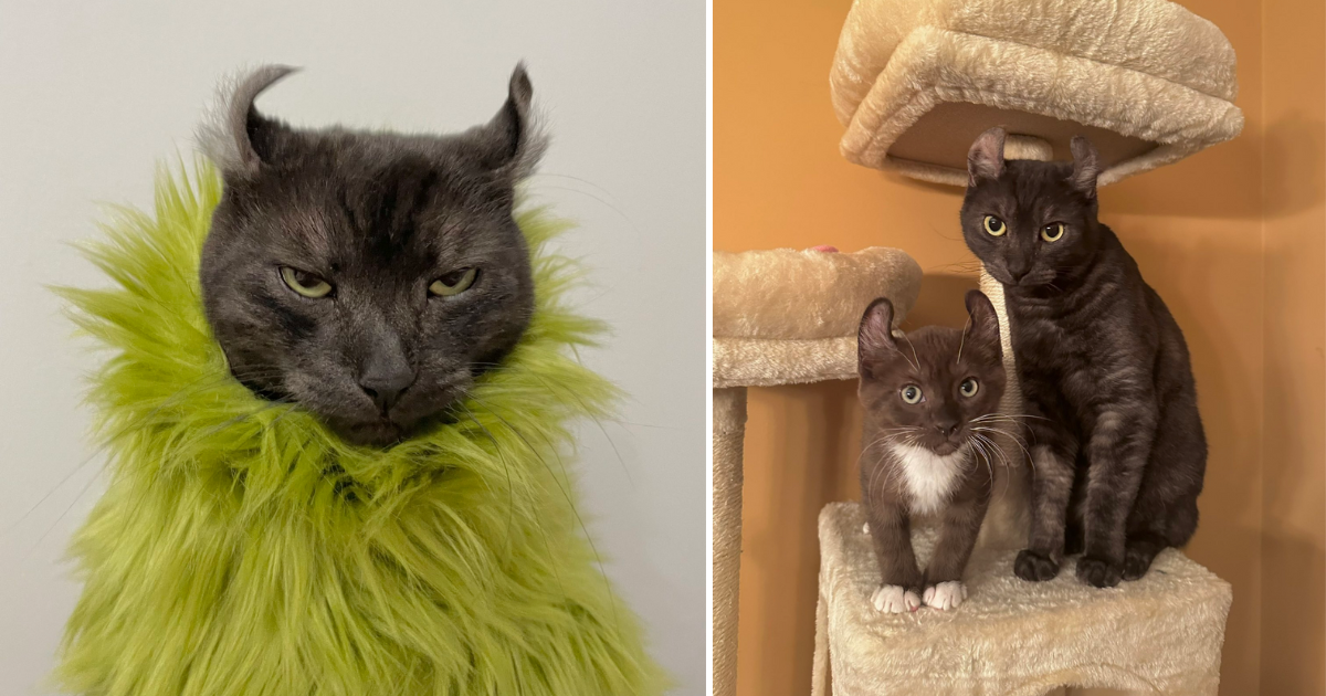 Twitter Puts Both Paws Up For Meevin and Meatball, The Two Cats With ...