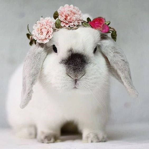 9 Insta- Famous Pets You Desperately Need To Follow - I Can Has ...