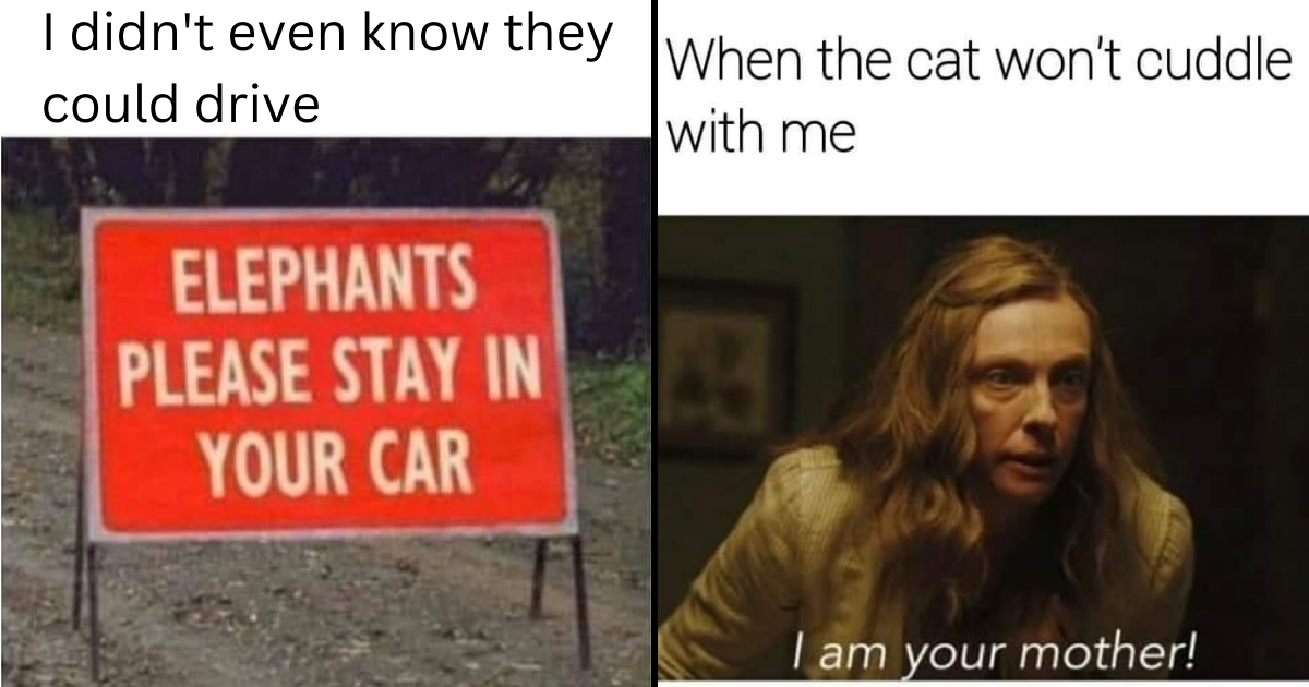 35+ Silliest Animal Memes Worthy Of A Good Guffaw For A Purrfect ...